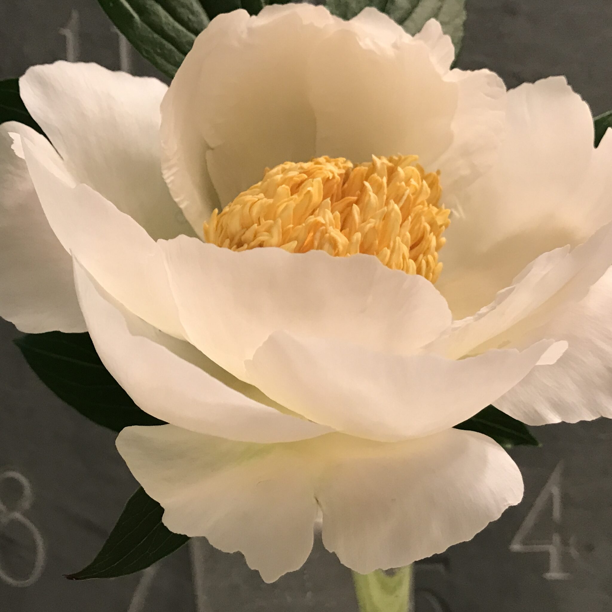 The Portland Garden Club
