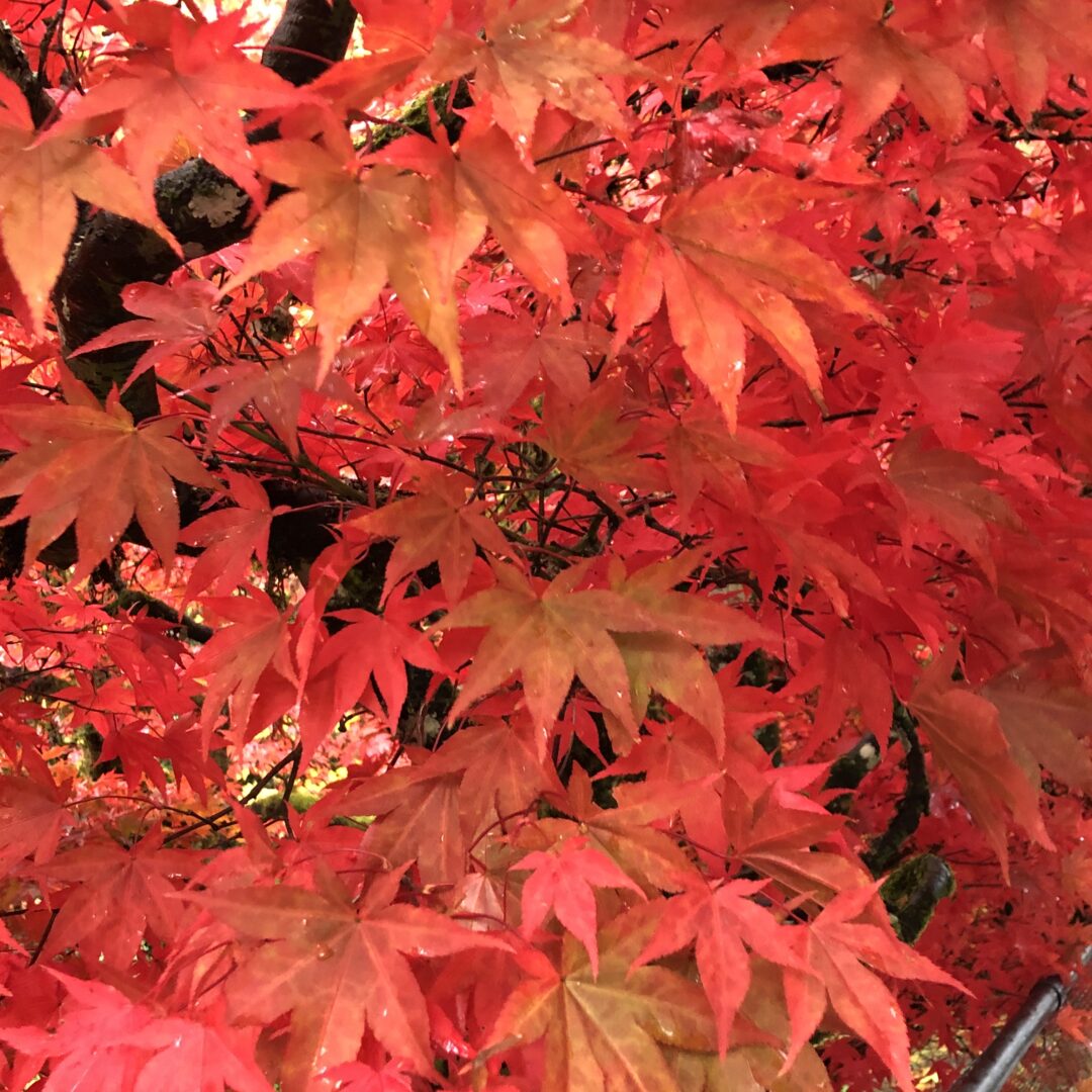 The Portland Garden Club